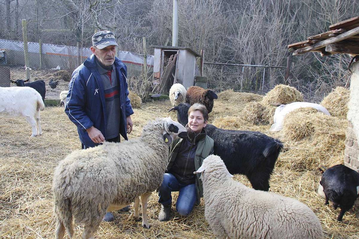 Янтра ДНЕС live | Животните от приюта “Приятели на четири крака ...